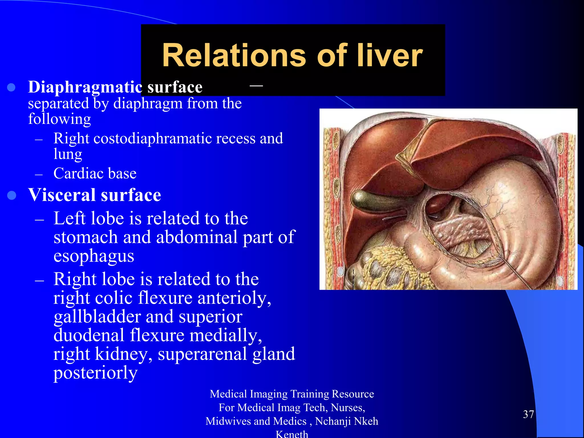 Gross abdominal anatomy radiology training lecture nchanji nkeh keneth ...