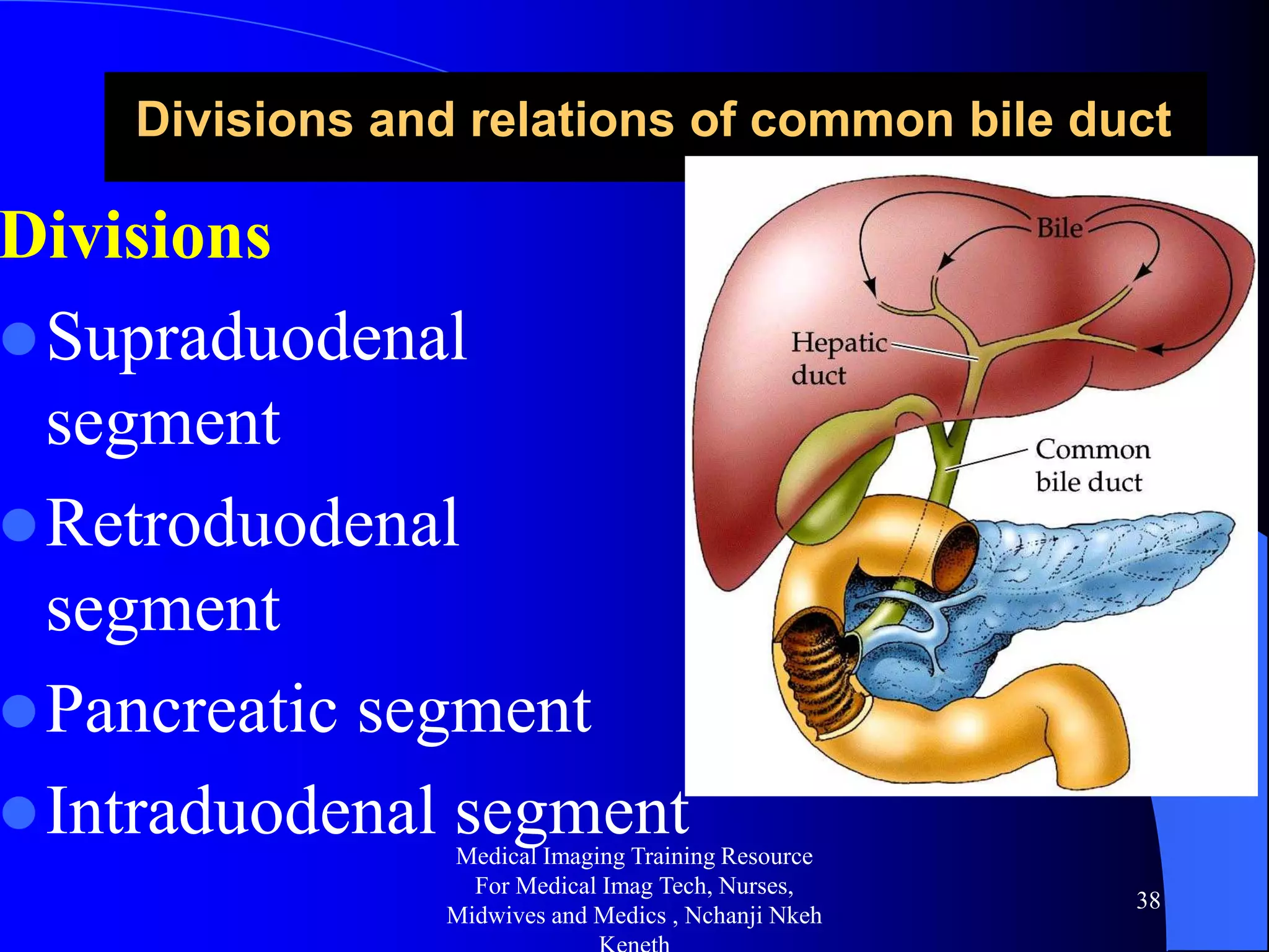 Gross abdominal anatomy radiology training lecture nchanji nkeh keneth ...