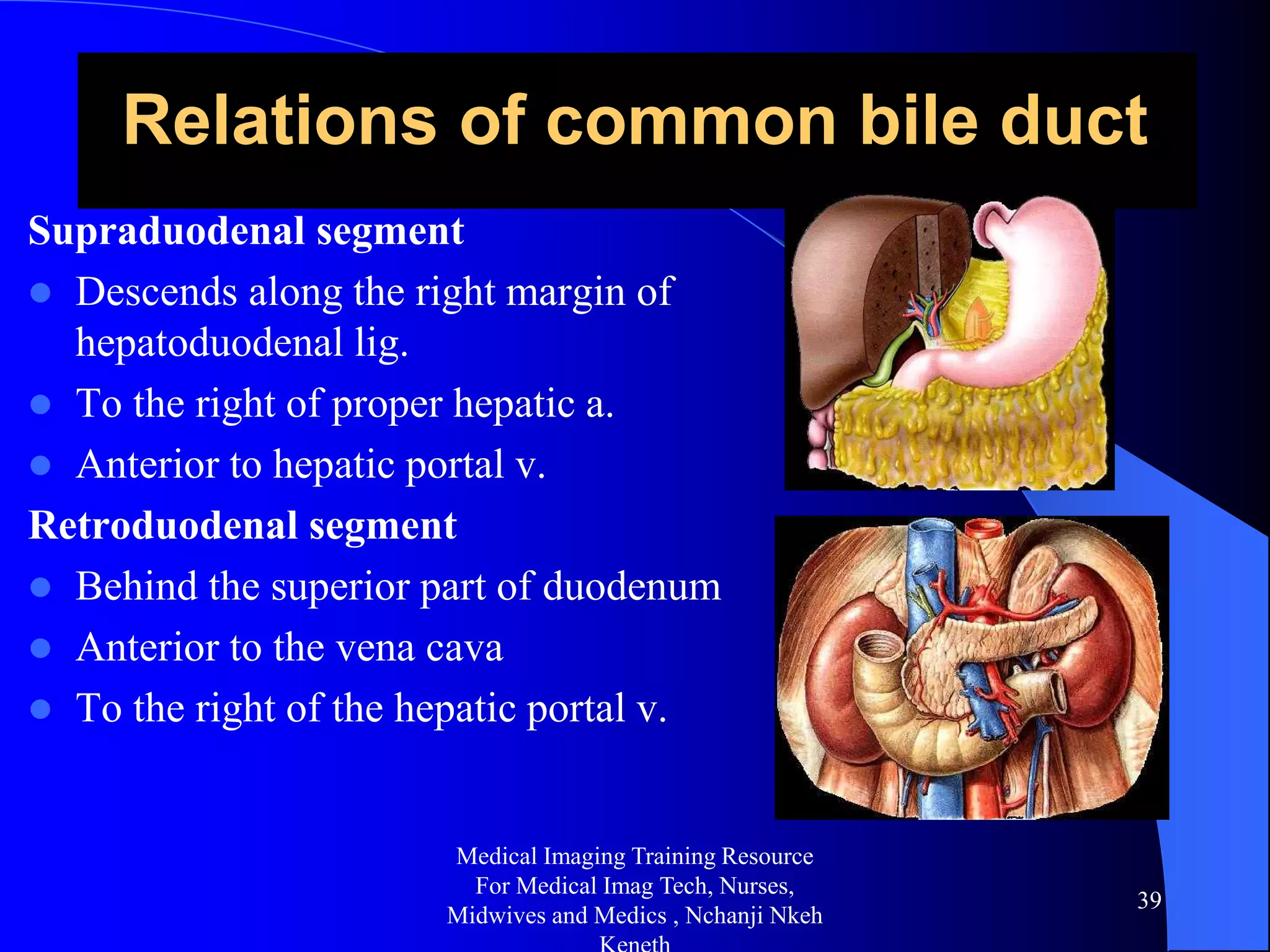 Gross abdominal anatomy radiology training lecture nchanji nkeh keneth ...
