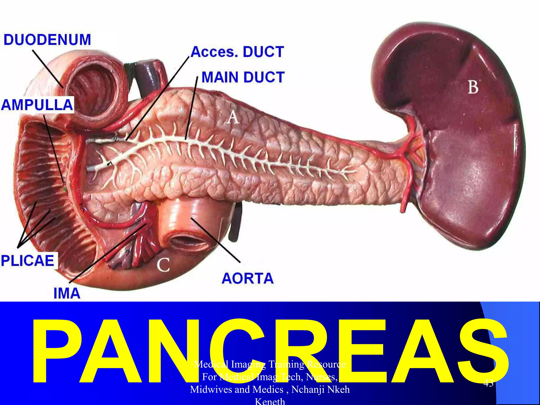 Gross abdominal anatomy radiology training lecture nchanji nkeh keneth ...