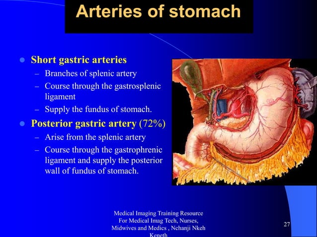 Gross abdominal anatomy radiology training lecture nchanji nkeh keneth ...