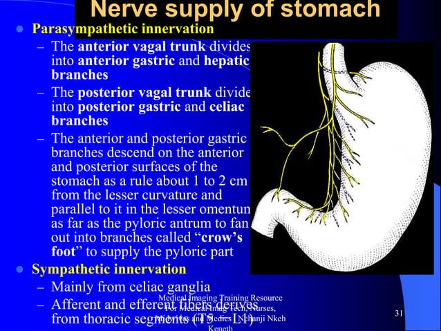 Gross abdominal anatomy radiology training lecture nchanji nkeh keneth ...