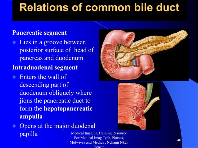 Gross abdominal anatomy radiology training lecture nchanji nkeh keneth ...