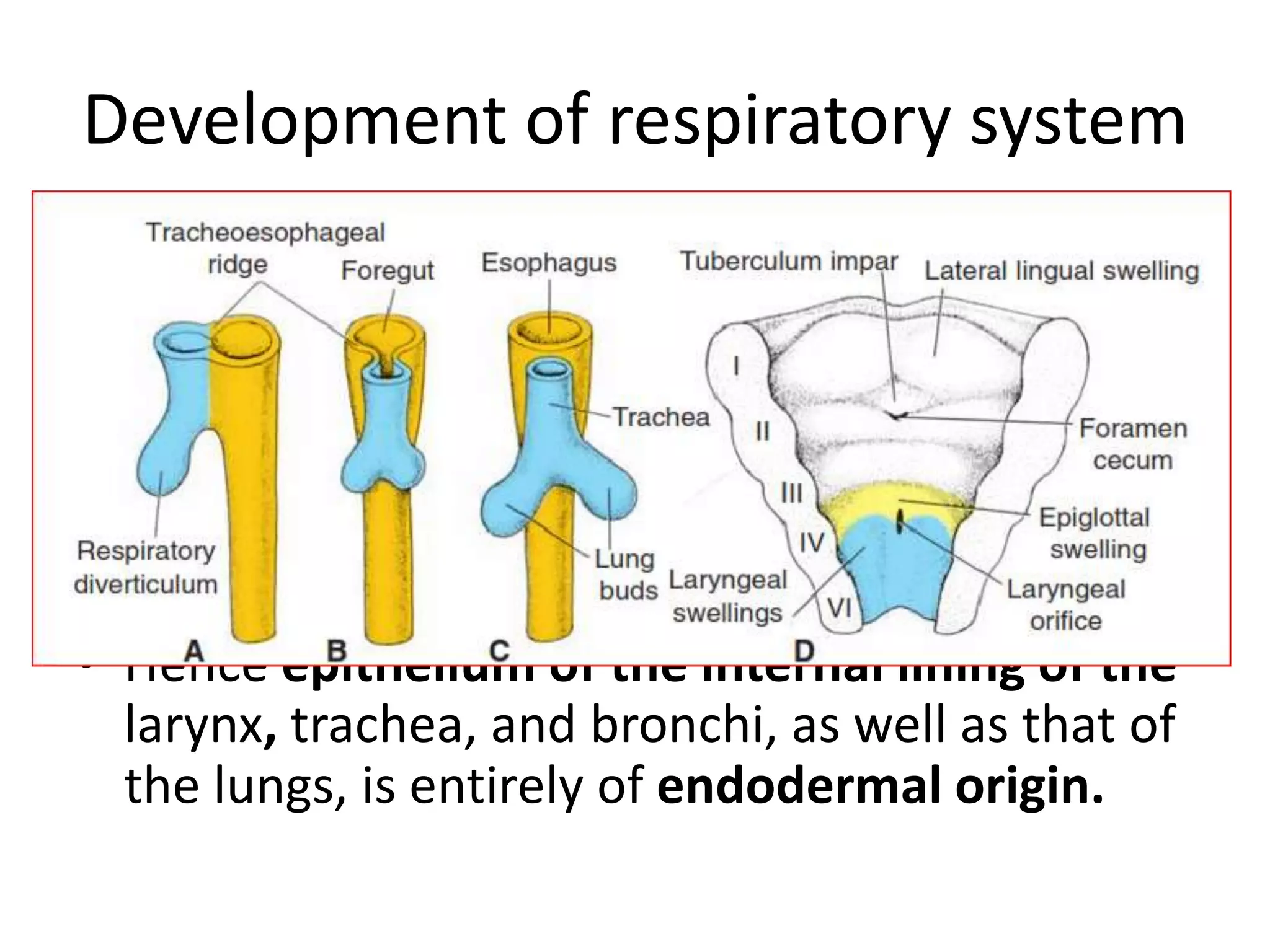Gross anatomy and development of respiratory system | PPTX