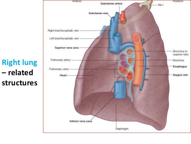 Gross Anatomy Of Lungs