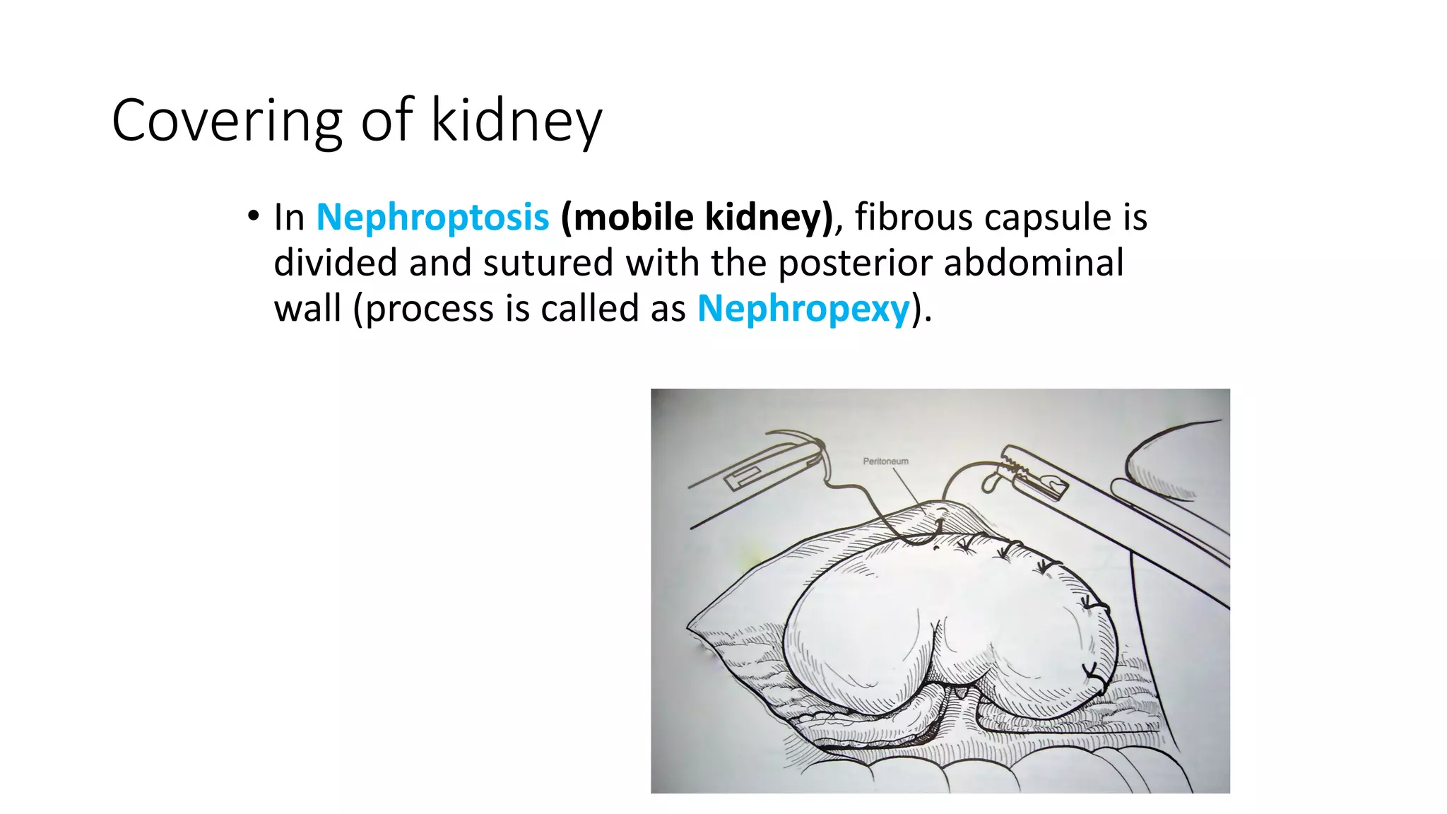 Gross anatomy and Histology of urinary system. | PDF