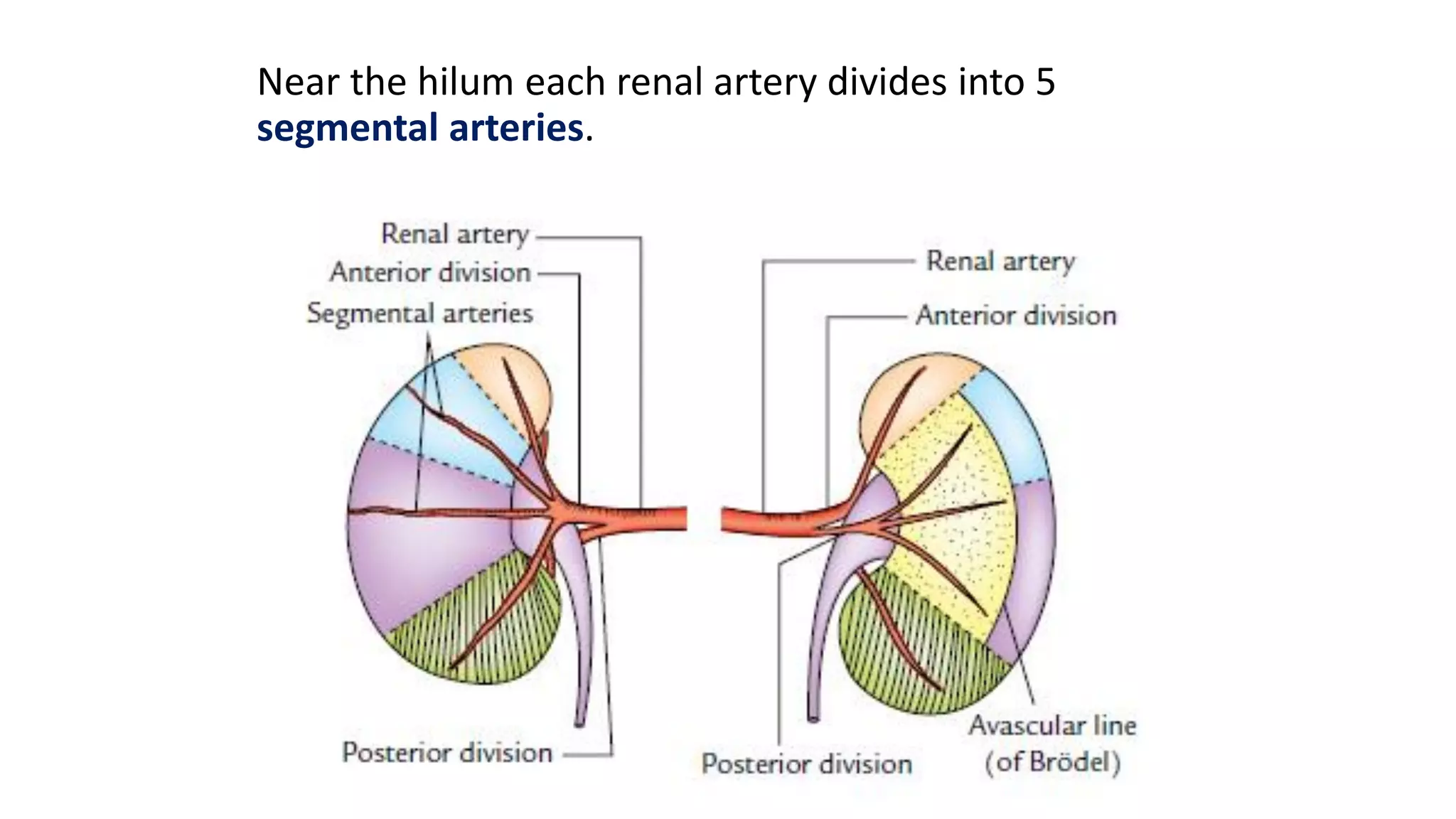 Gross anatomy and Histology of urinary system. | PDF