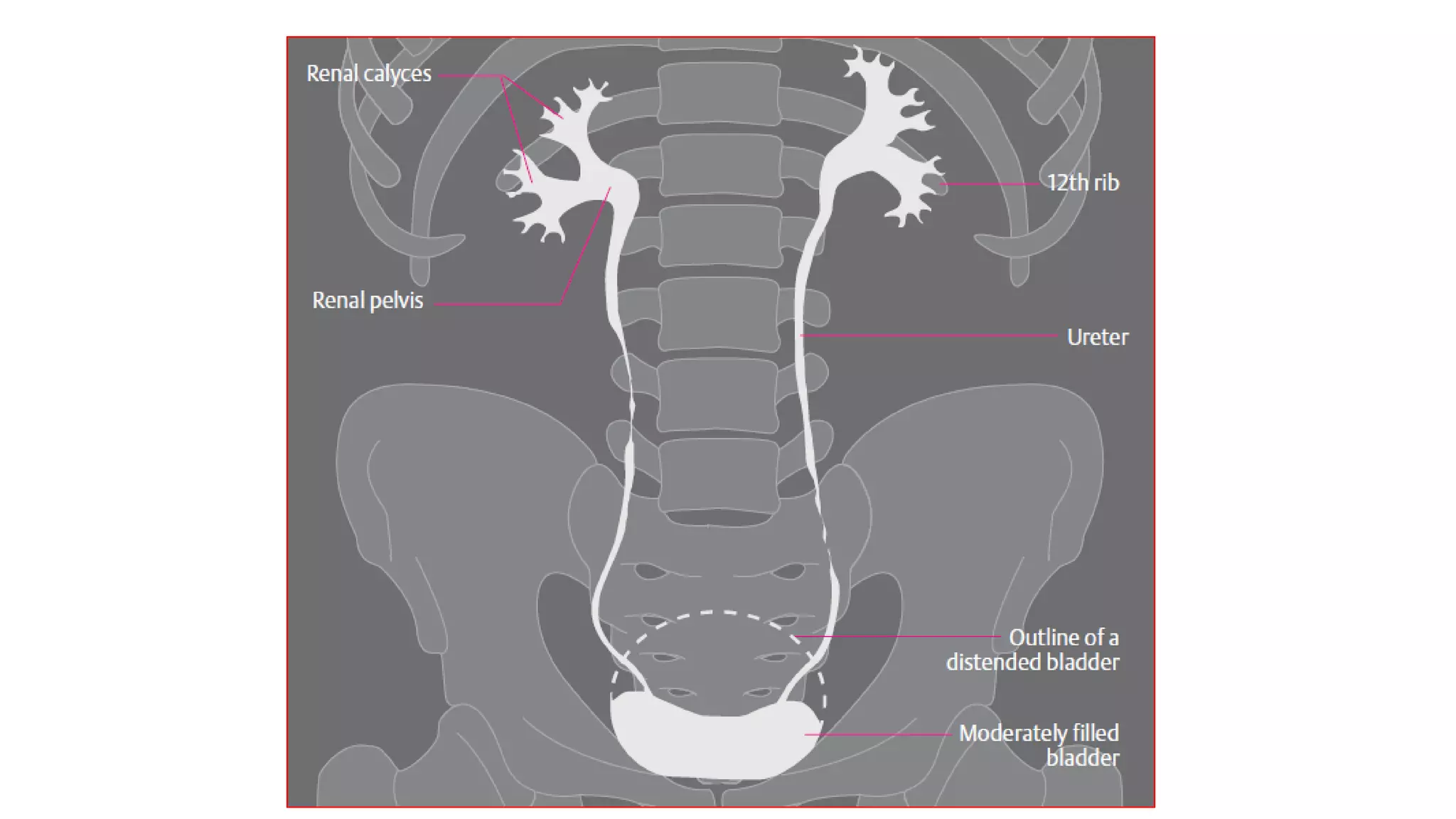 Gross anatomy and Histology of urinary system. | PDF