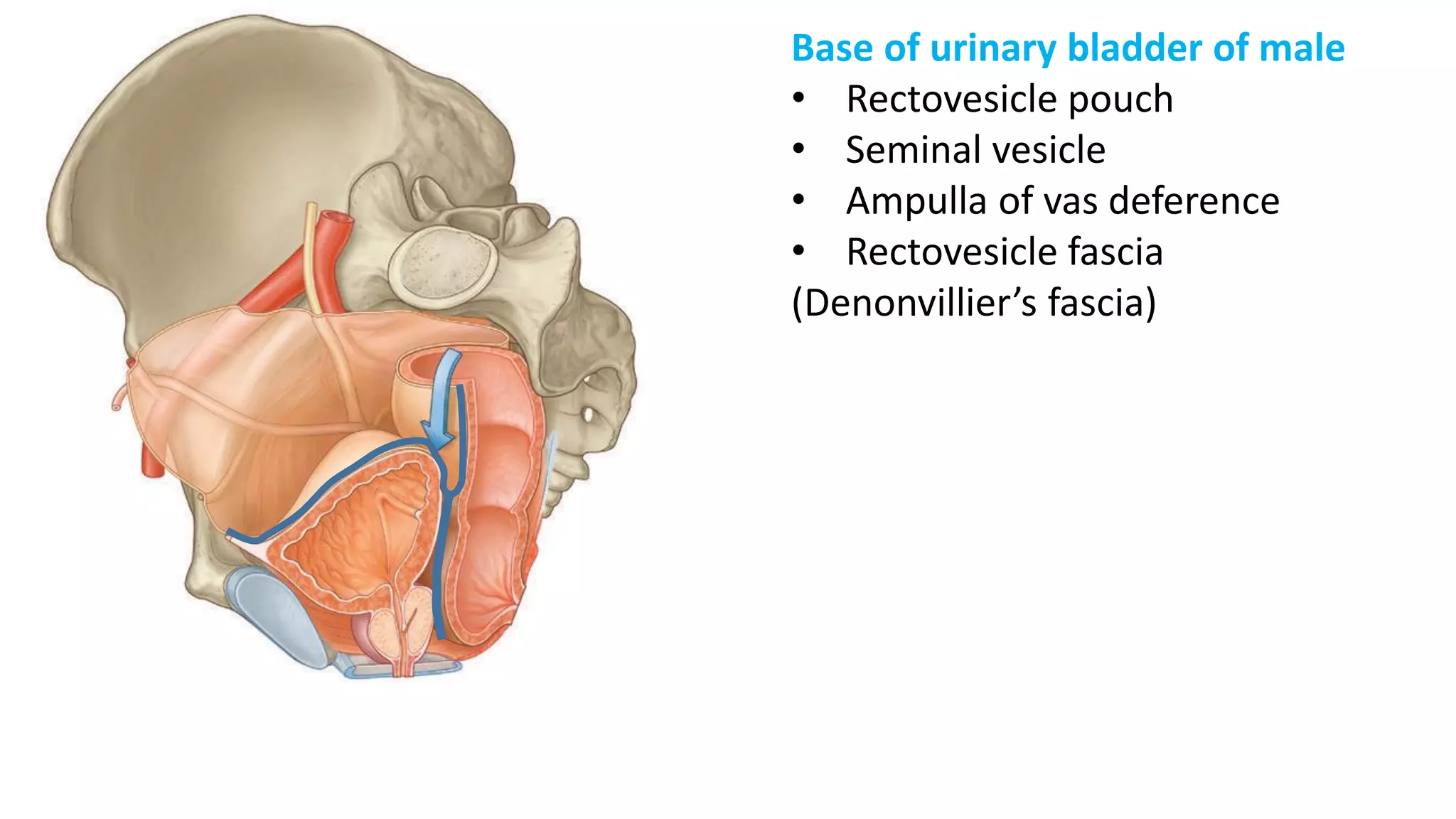 Gross anatomy and Histology of urinary system. | PDF