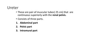 Gross anatomy and Histology of urinary system. | PDF