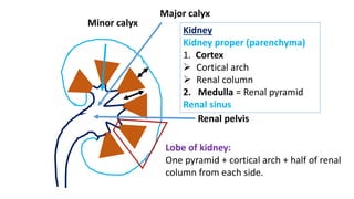 Gross anatomy and Histology of urinary system. | PDF