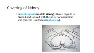 Gross anatomy and Histology of urinary system. | PPT