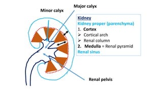 Minor Calyx Histology