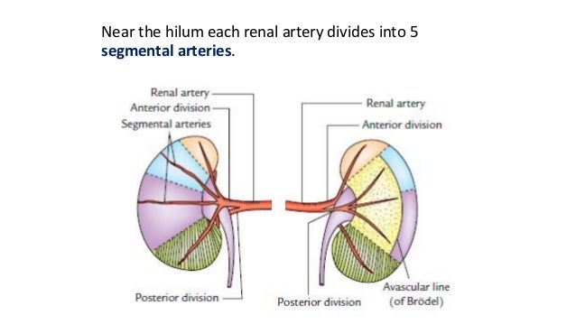 Gross anatomy and Histology of urinary system.