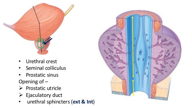 Gross anatomy and Histology of urinary system.
