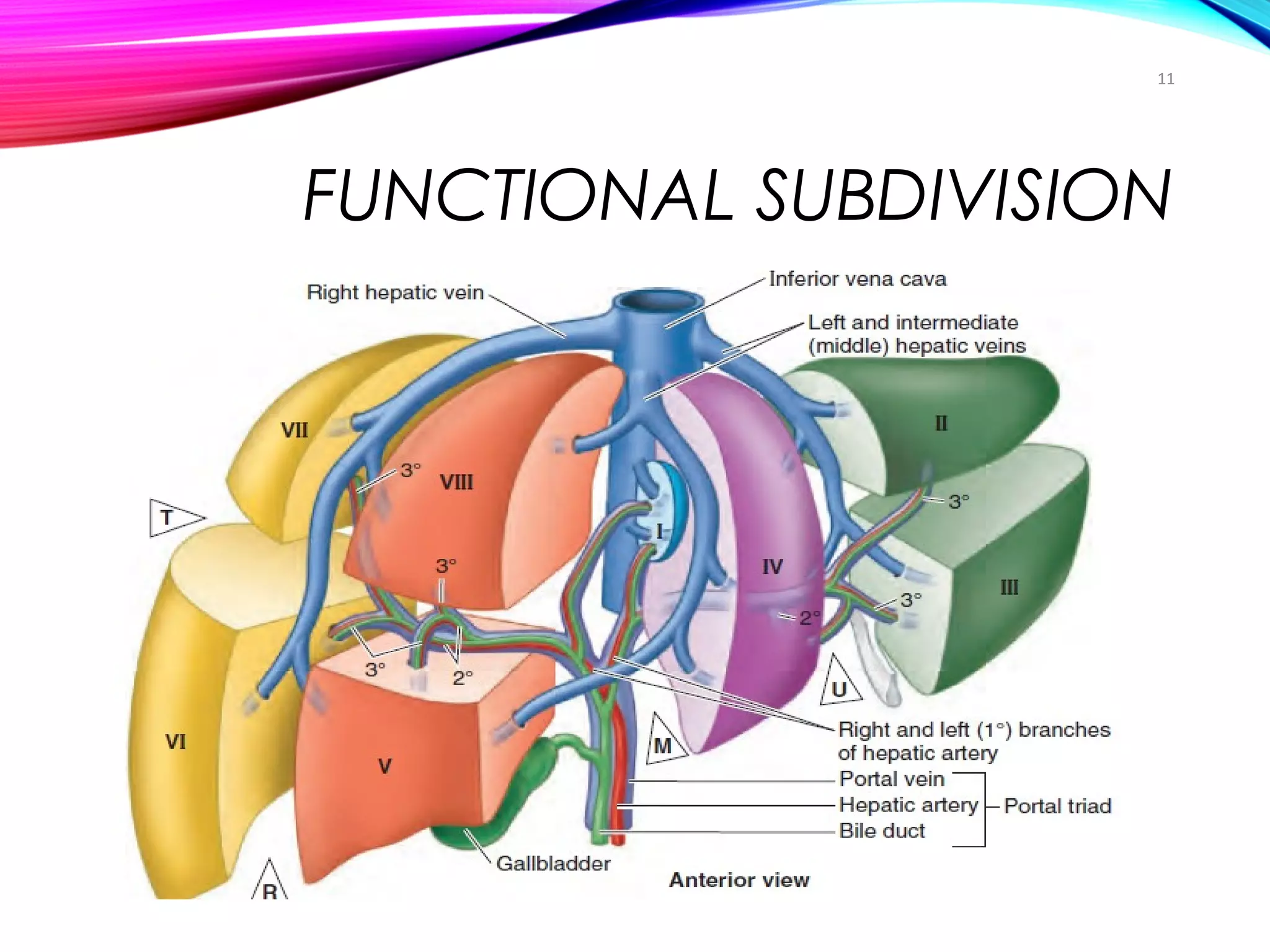 Gross anatomy and histology of liver | PPT
