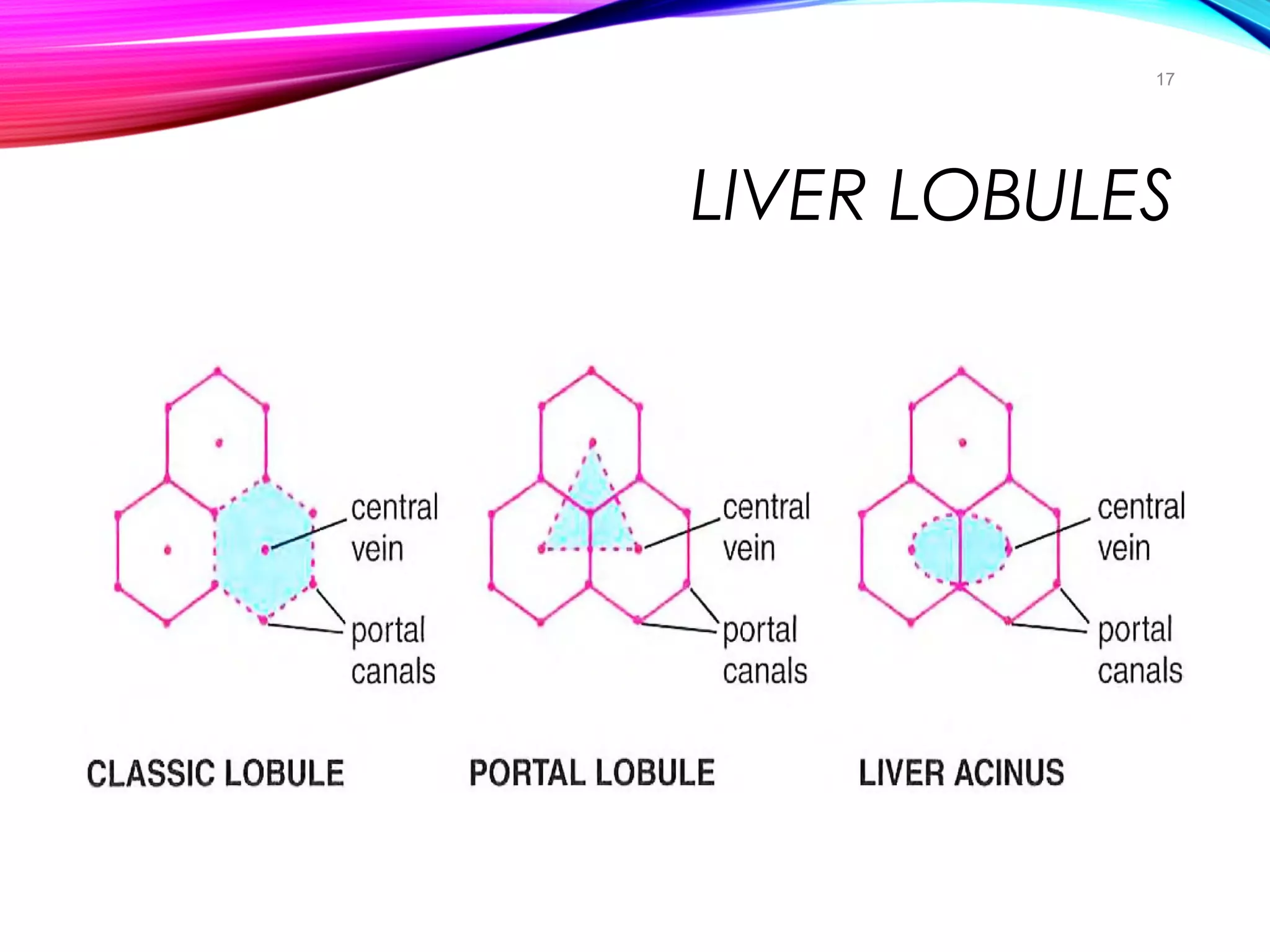 Gross anatomy and histology of liver | PPT