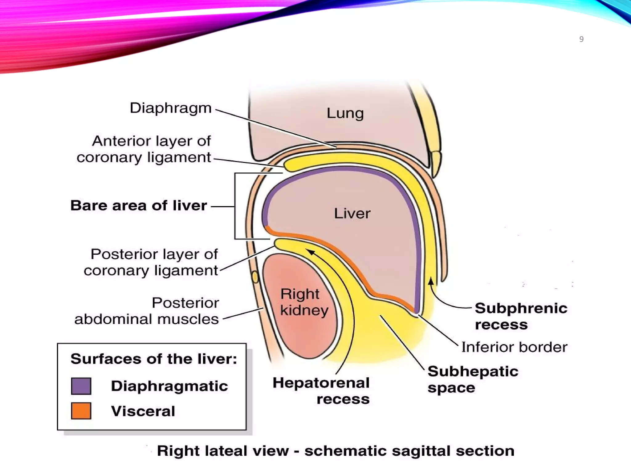 Gross anatomy and histology of liver | PPT