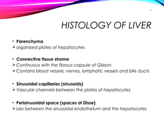Gross anatomy and histology of liver | PPT