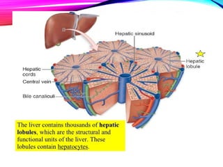 Gross anatomy and histology of liver | PPT