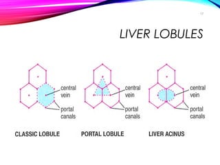 Gross anatomy and histology of liver | PPT