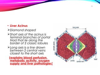 Gross anatomy and histology of liver | PPT