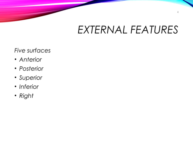 Gross anatomy and histology of liver | PPT