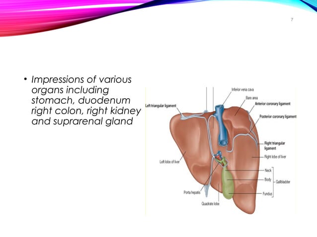 Gross anatomy and histology of liver | PPT