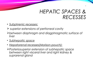 Gross anatomy and histology of liver | PPT