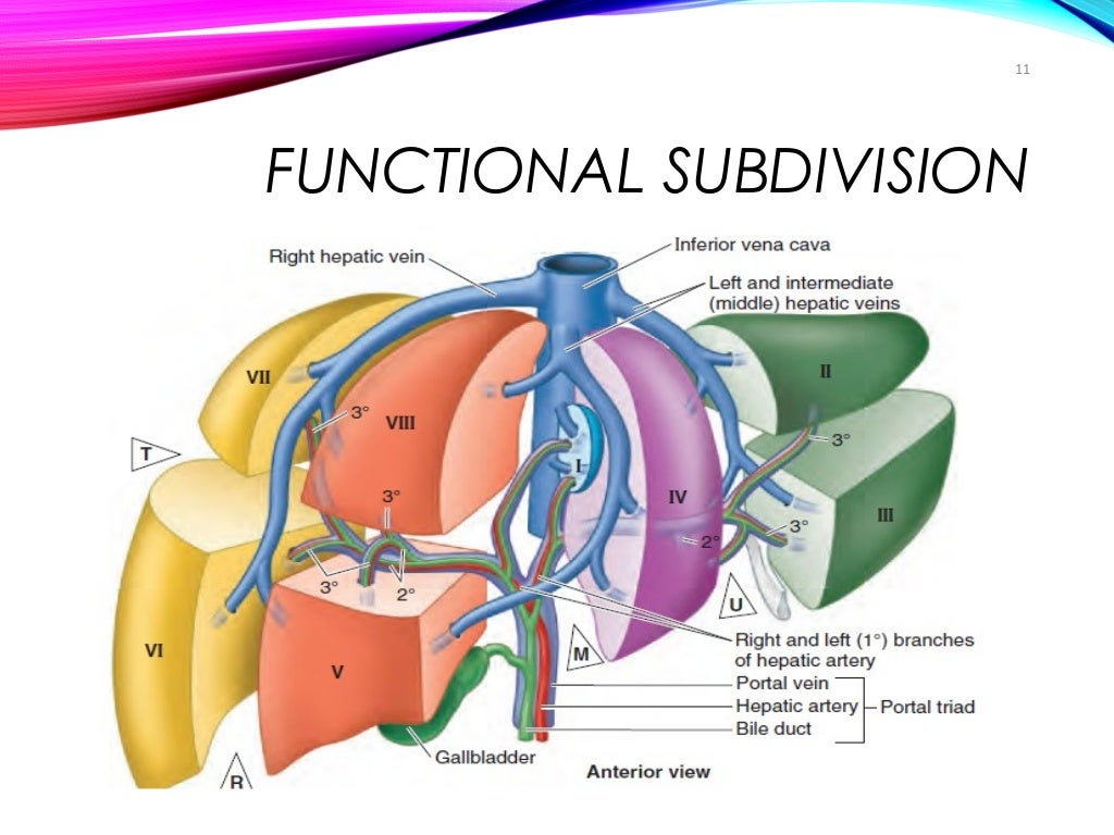 Gross Anatomy And Histology Of Liver