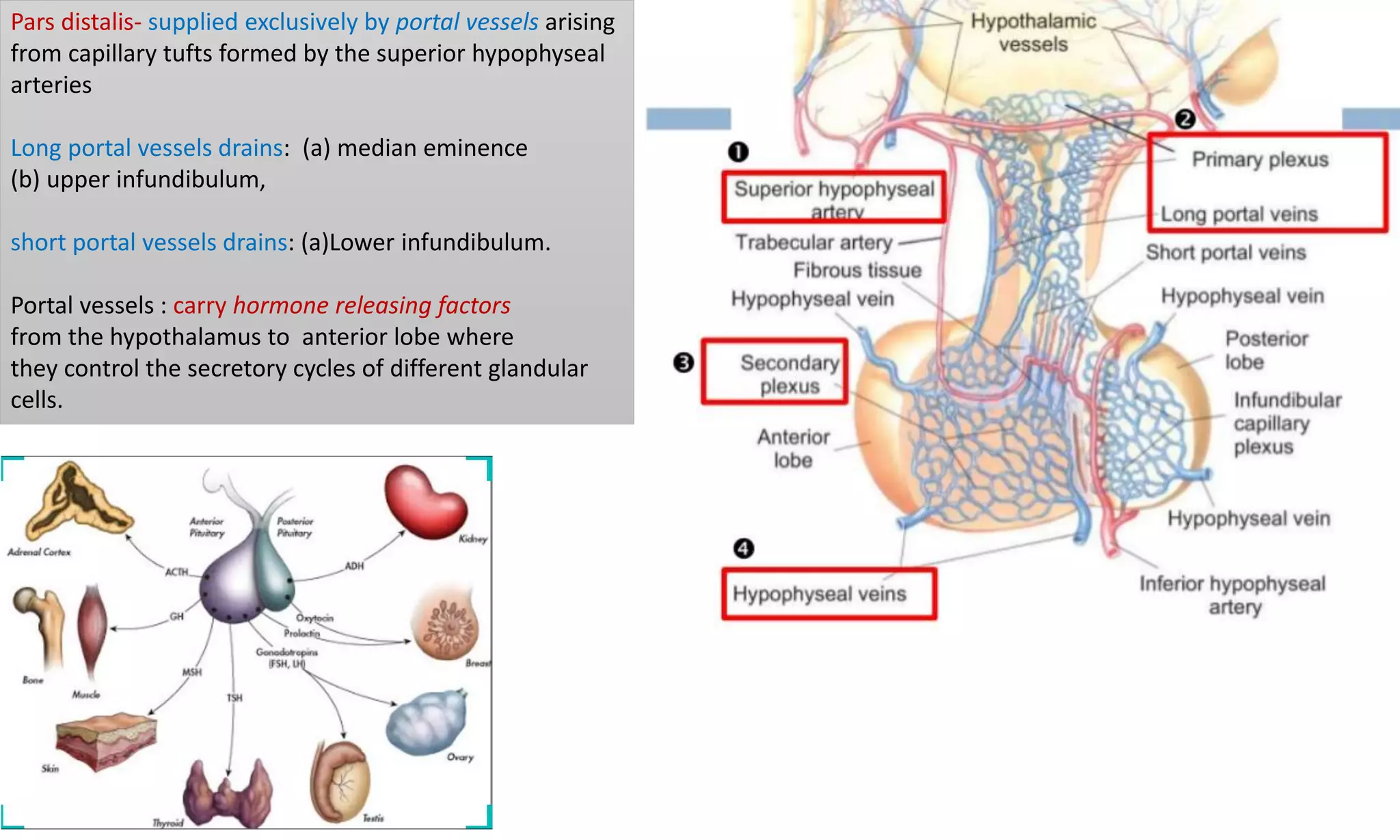 Gross anatomy and histology of pituitary gland | PPTX