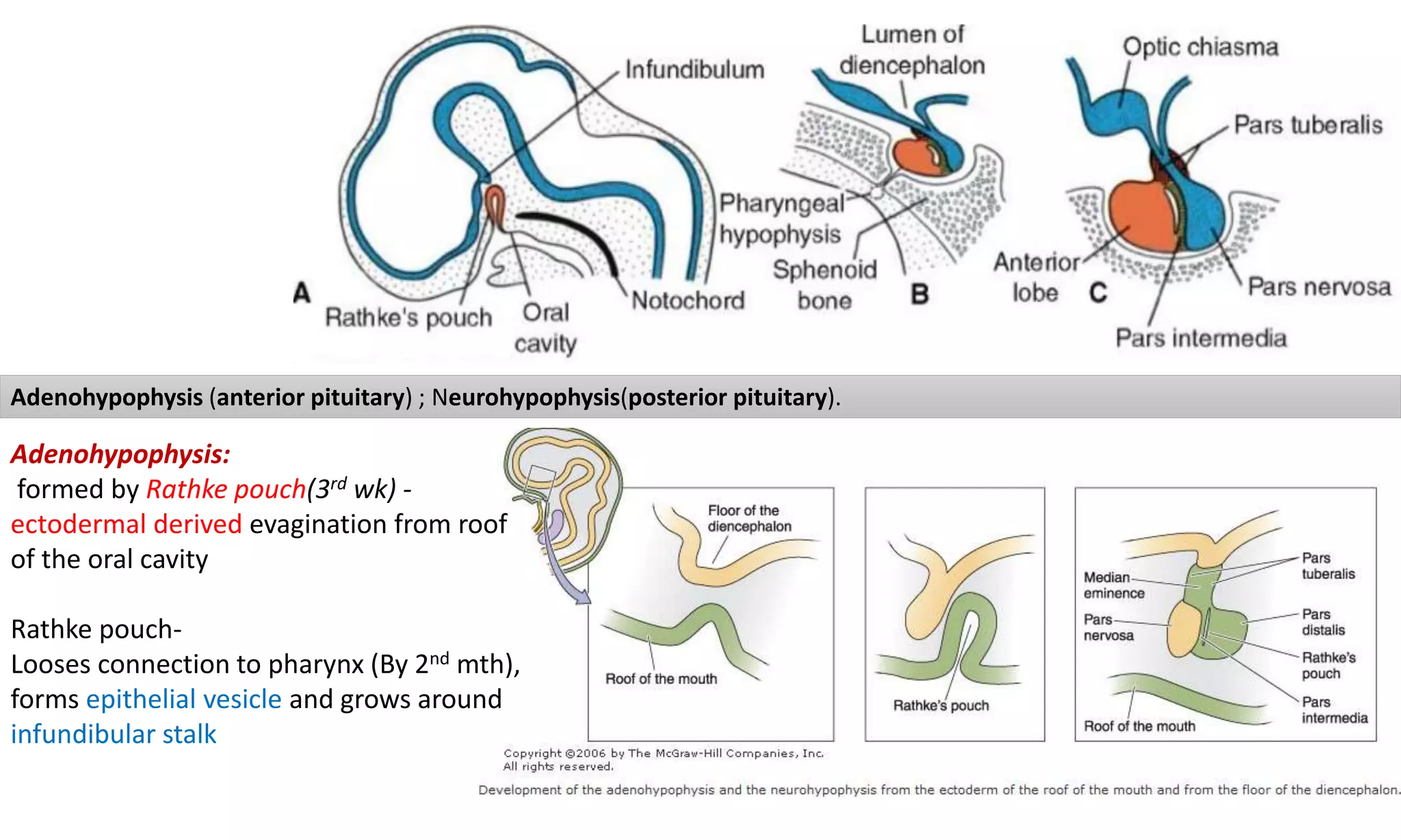 Pituitary Gland Histology Temporal Bone 78 Steps Health