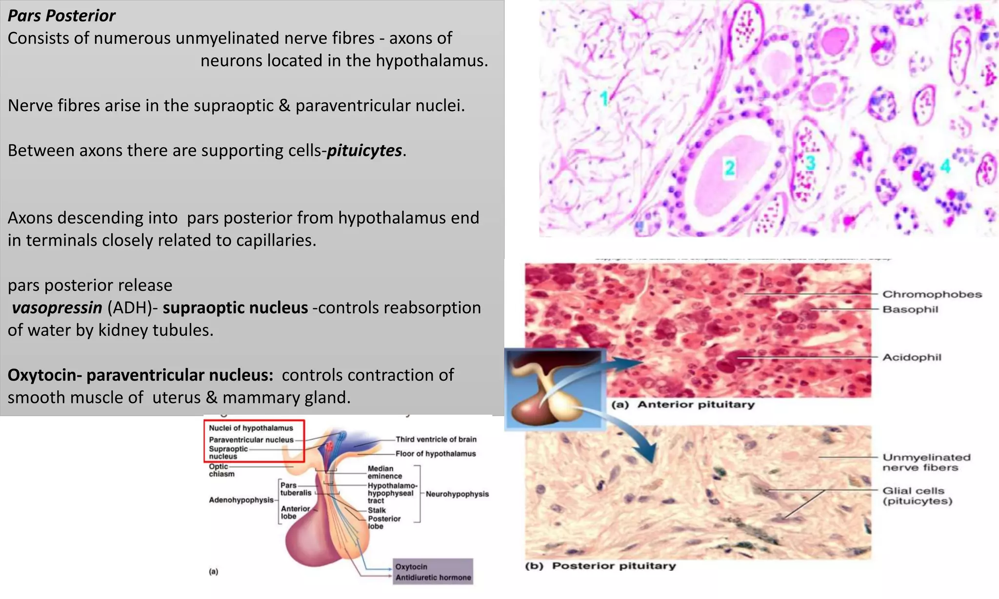 Gross anatomy and histology of pituitary gland | PPTX