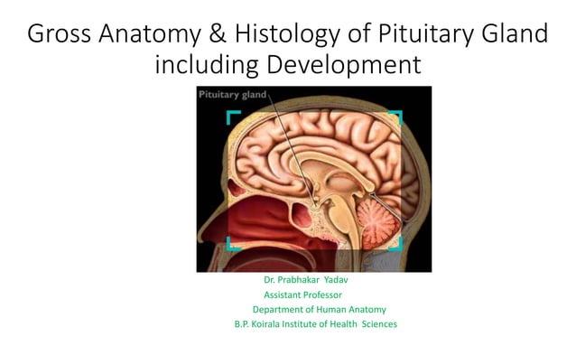 Gross anatomy and histology of pituitary gland | PPTX | Endocrine and ...