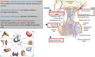 Gross anatomy and histology of pituitary gland | PPTX
