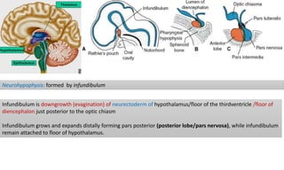 Gross anatomy and histology of pituitary gland | PPTX