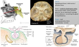 Gross anatomy and histology of pituitary gland | PPTX
