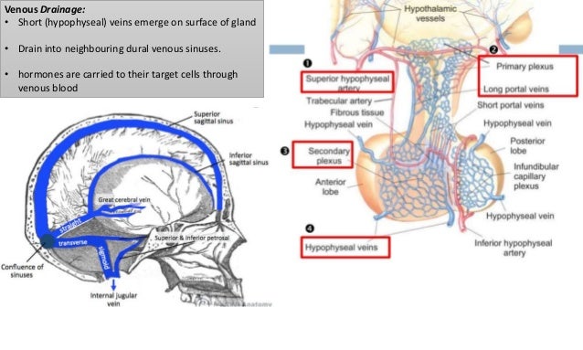 Gross anatomy and histology of pituitary gland