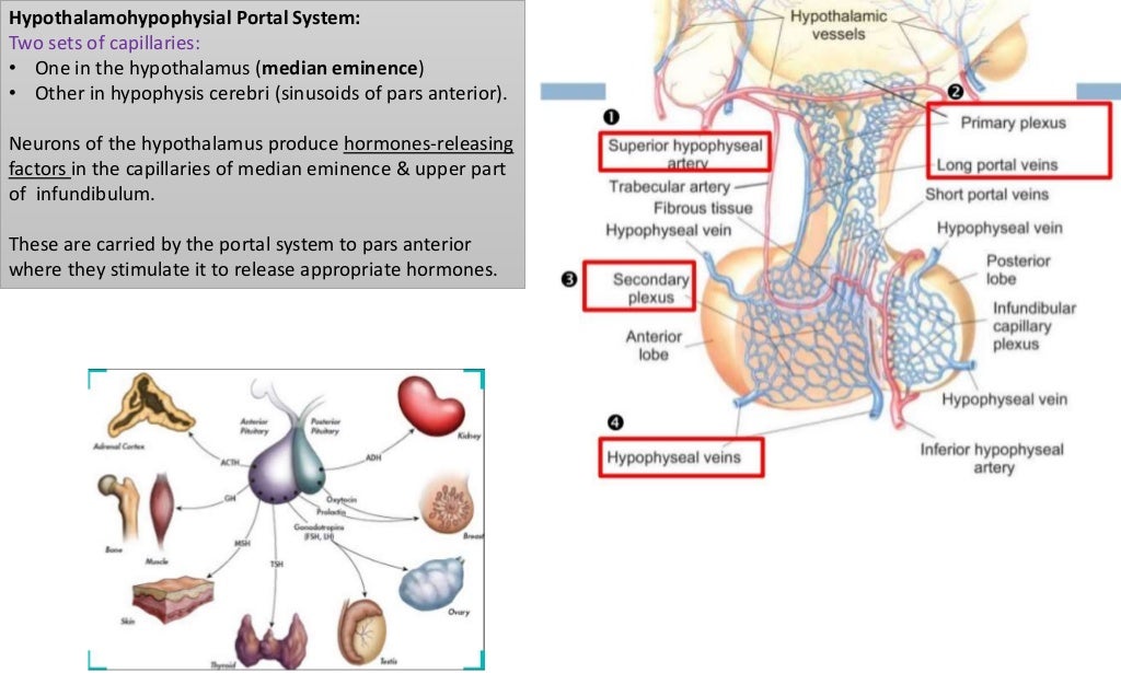 Gross anatomy and histology of pituitary gland