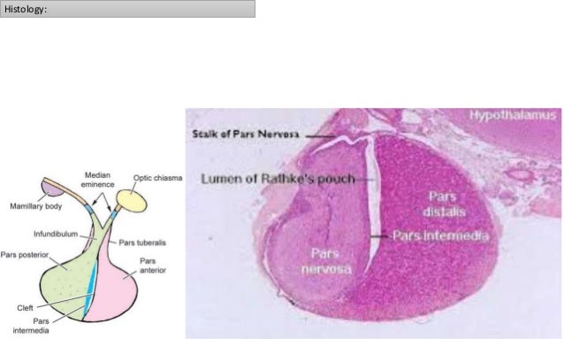 Gross anatomy and histology of pituitary gland