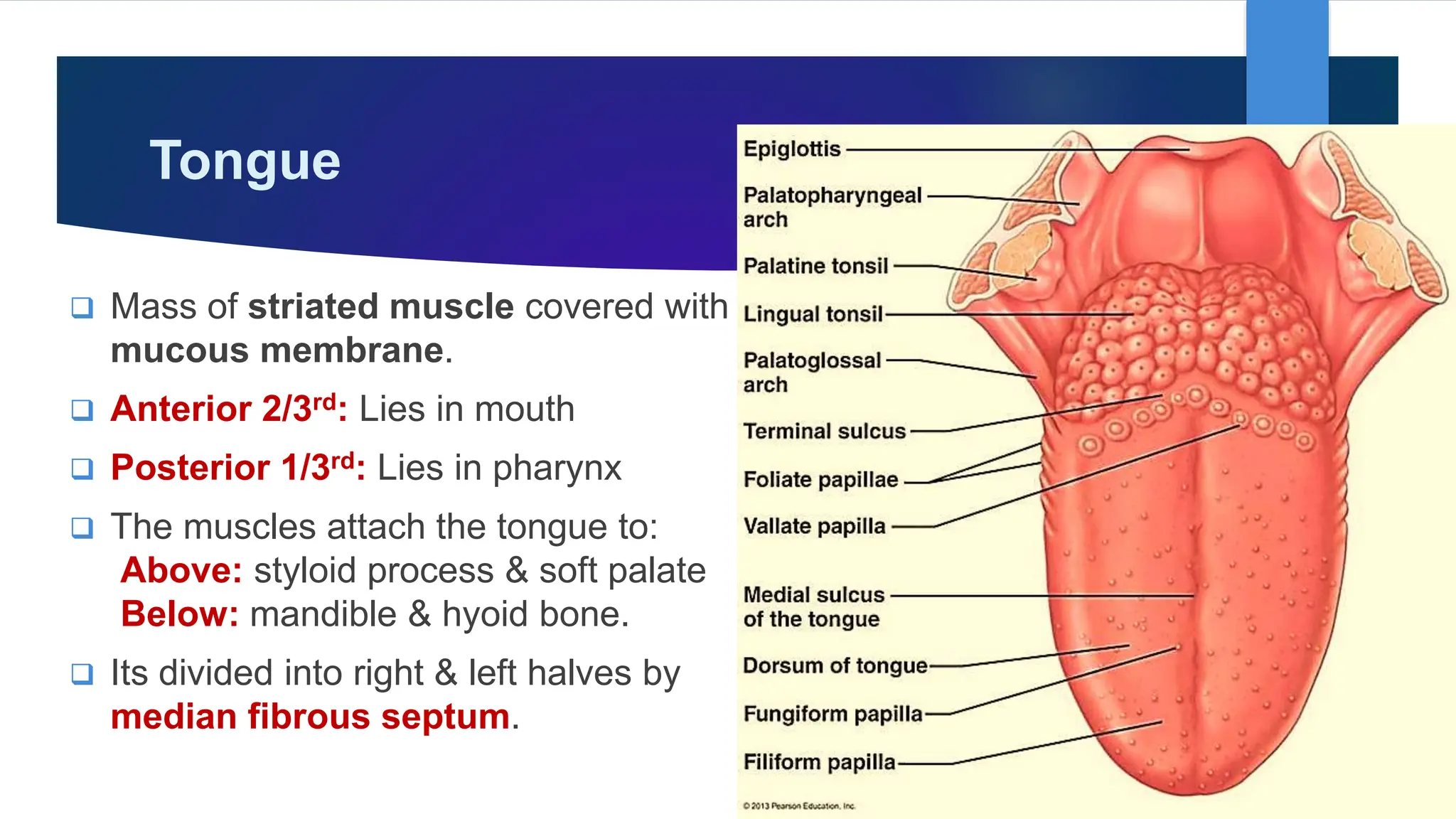 Gross Anatomy and Histology of Tongue by Dr. Rabia Inam Gandapore.pptx