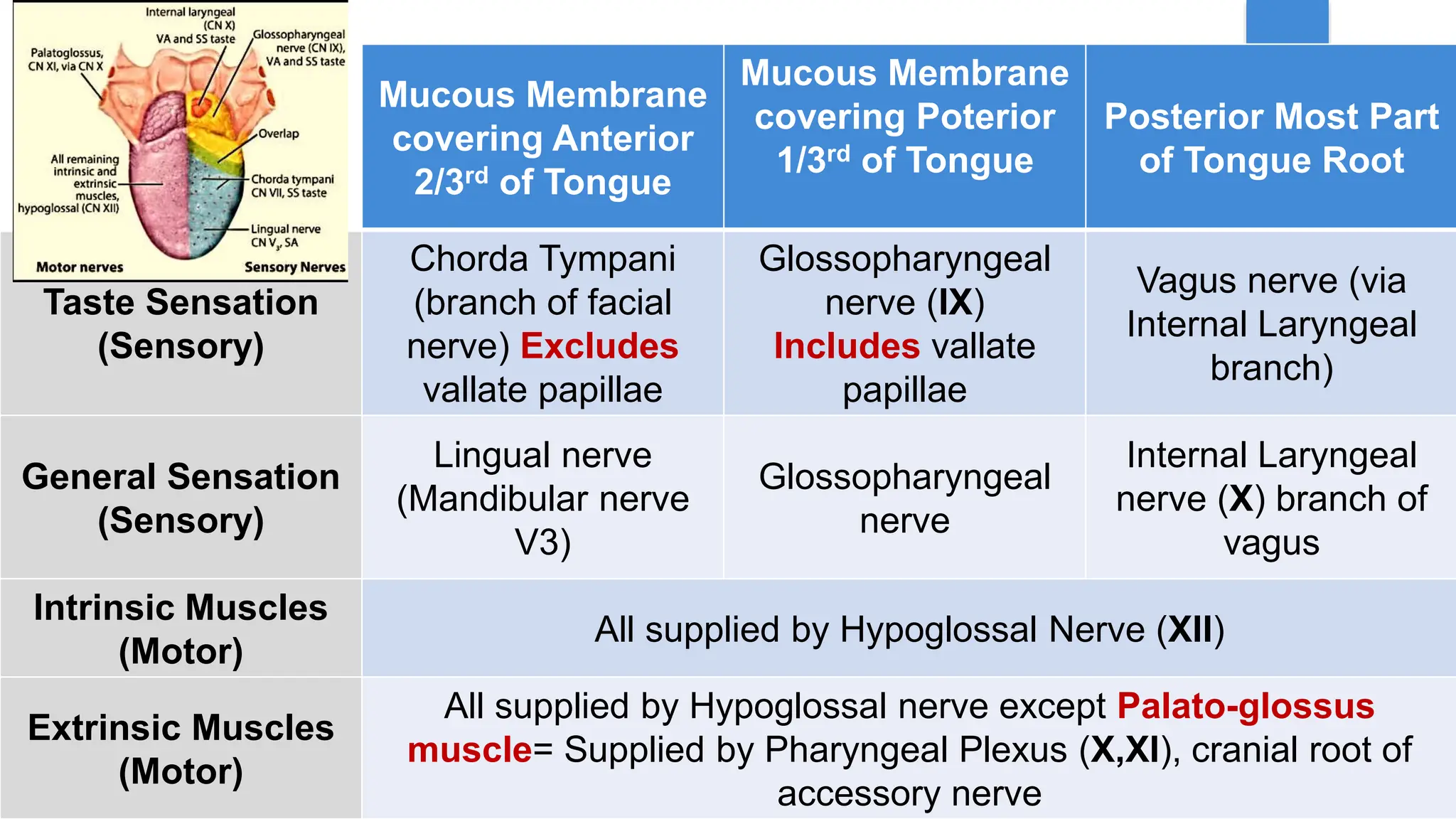 Gross Anatomy and Histology of Tongue by Dr. Rabia Inam Gandapore.pptx ...