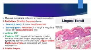 Gross Anatomy and Histology of Tongue by Dr. Rabia Inam Gandapore.pptx
