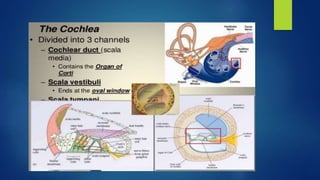 Gross Anatomy and physiology of the ear.pptx