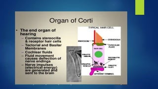 Gross Anatomy and physiology of the ear.pptx