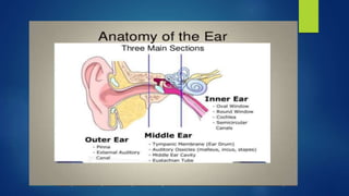 Gross Anatomy and physiology of the ear.pptx