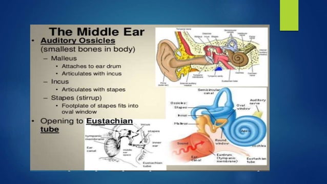 Gross Anatomy and physiology of the ear.pptx