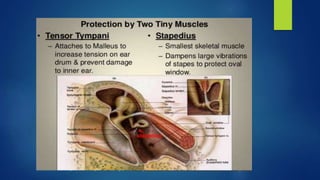 Gross Anatomy and physiology of the ear.pptx