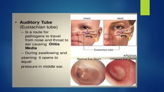 Gross Anatomy and physiology of the ear.pptx
