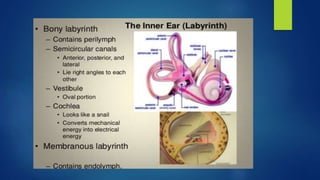Gross Anatomy and physiology of the ear.pptx